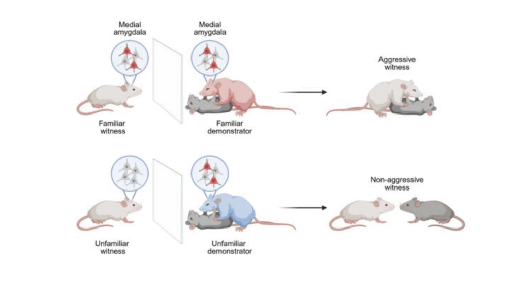 Aggression Can Be Contagious, And A Study On Mice Pinpoints The Neurons ...