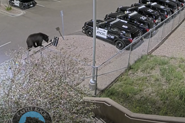 Black Bear Breaks Into Colorado Police Station’s Parking Lot