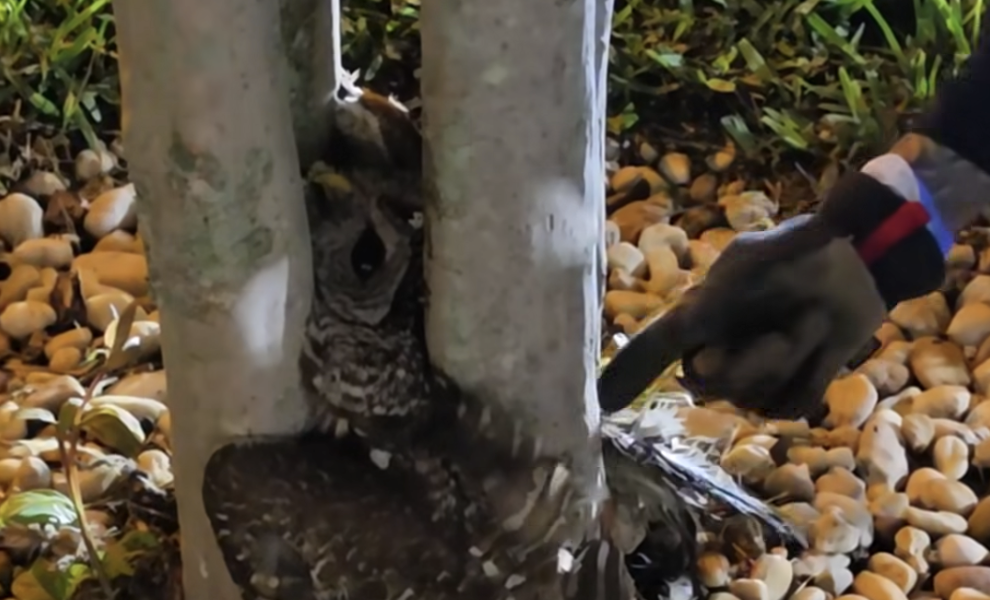Florida Firefighters Rescue Owl Wedged Between Trunks At Base Of Tree