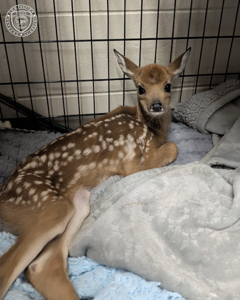 Police In Wisconsin Rescue Fawn With Injured Leg